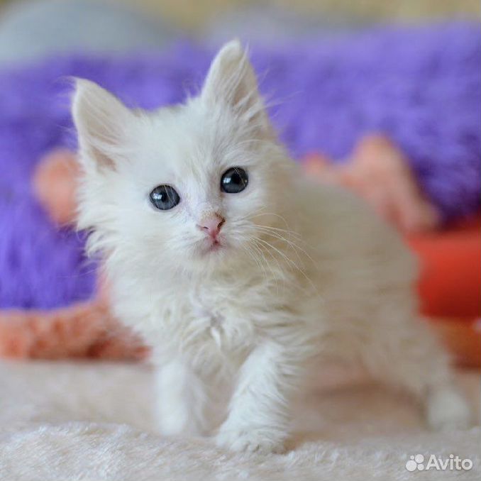 Белые котята в дар