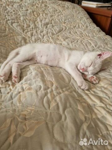 Кошки в добрые руки