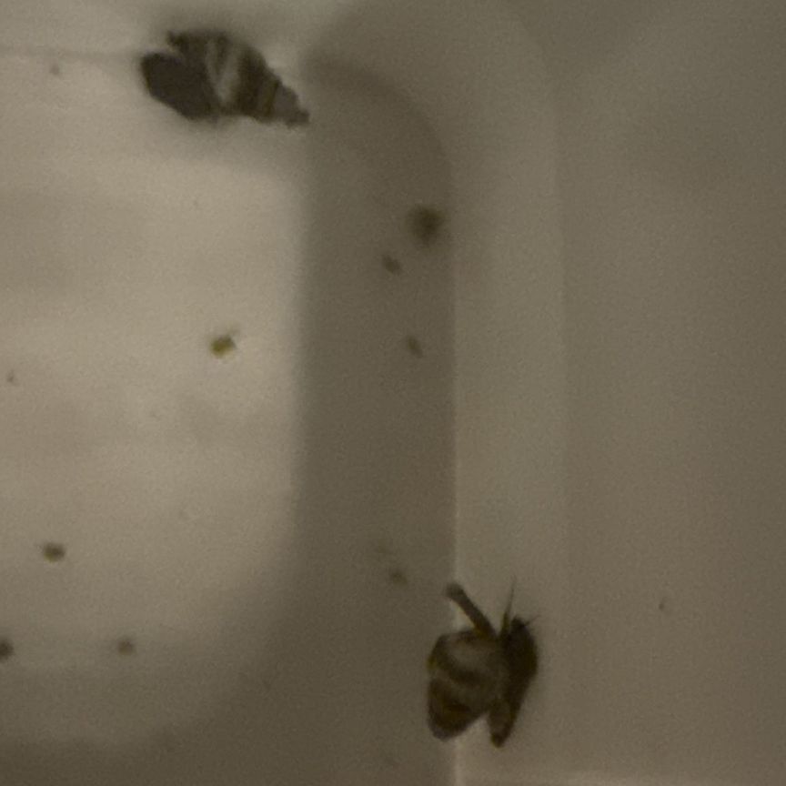 Улитка Хелена