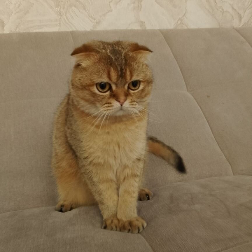 Домашние питомцы