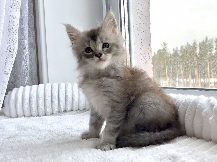Серебряный котик