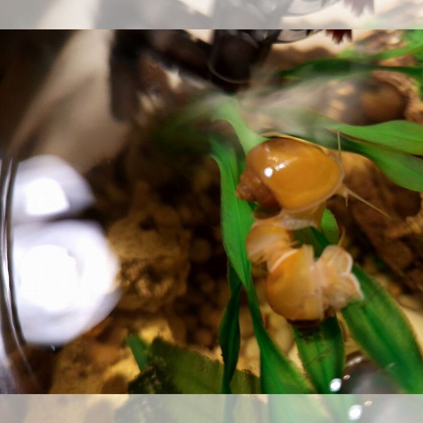 Улитки ампулярии