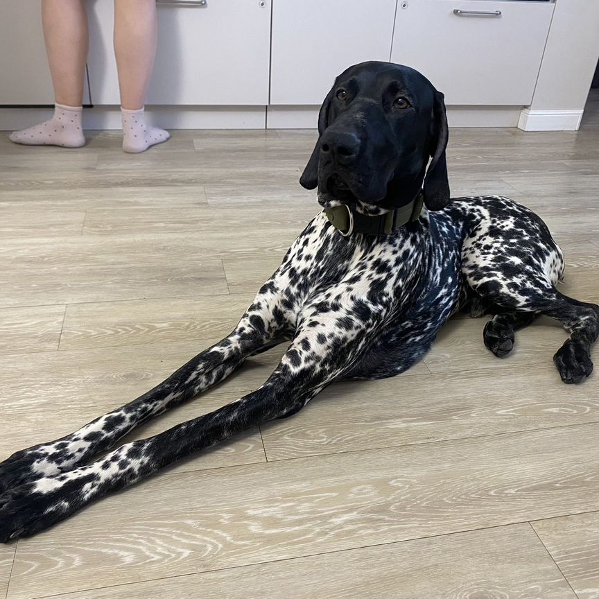 Курцхаар 10 мес