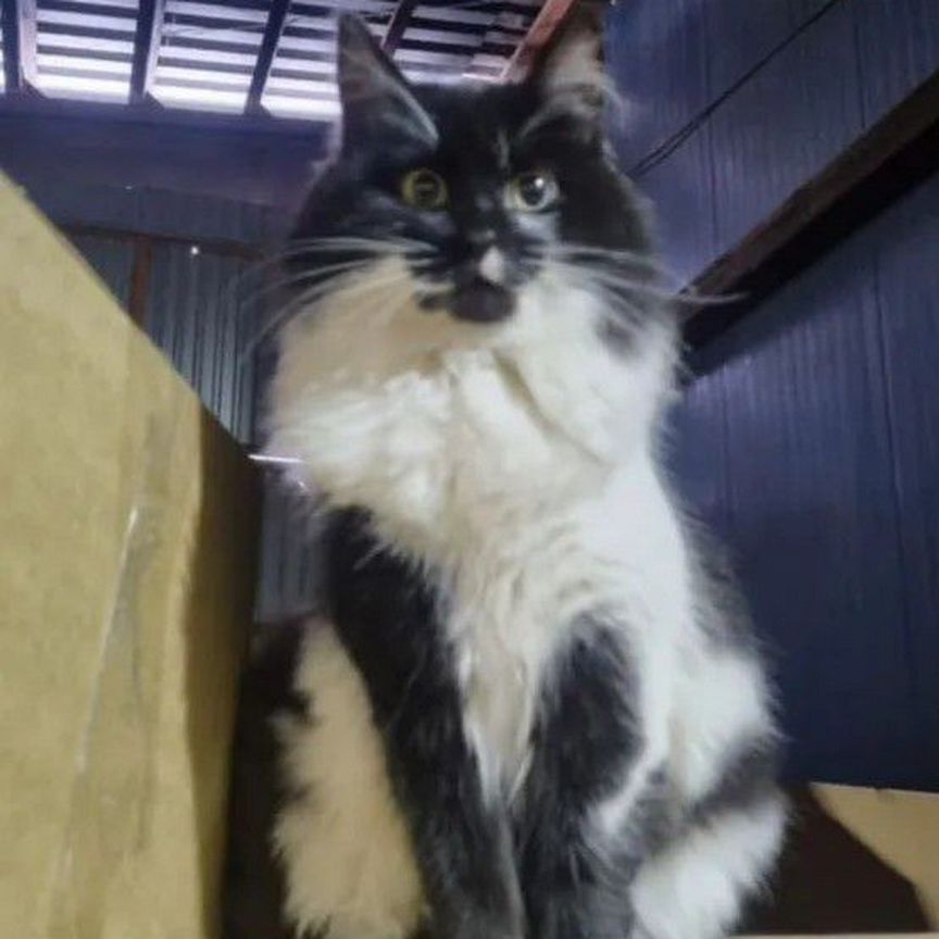 Кошек собираются вывезти в лес