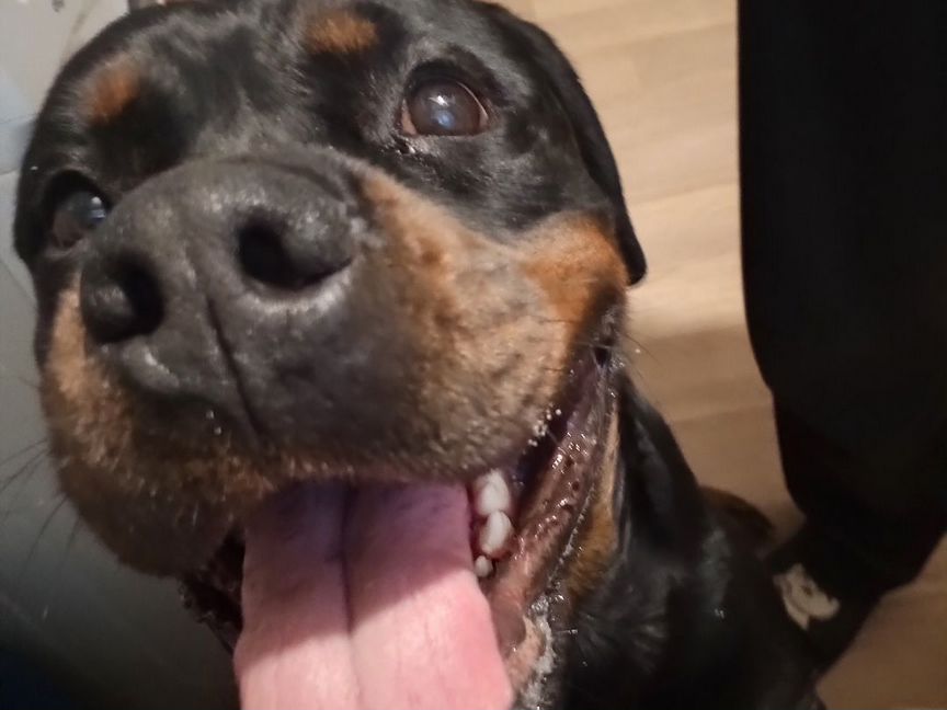 Ротвейлер сука 2 года с РКФ