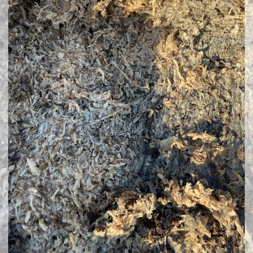 Жом свекловичный