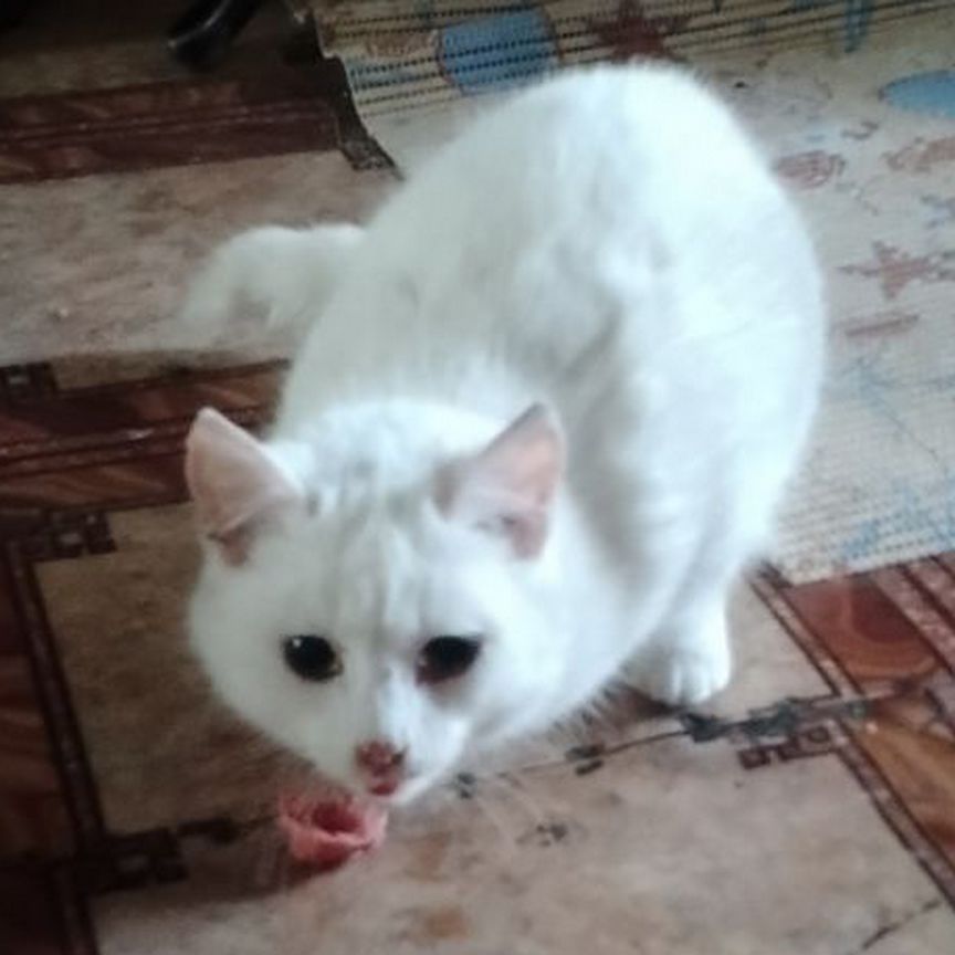 Сибирский котёнок