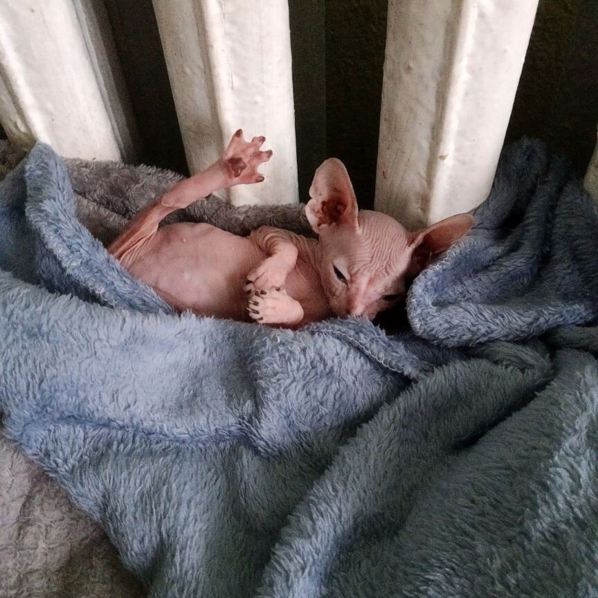 Донской сфинкс котята девочки