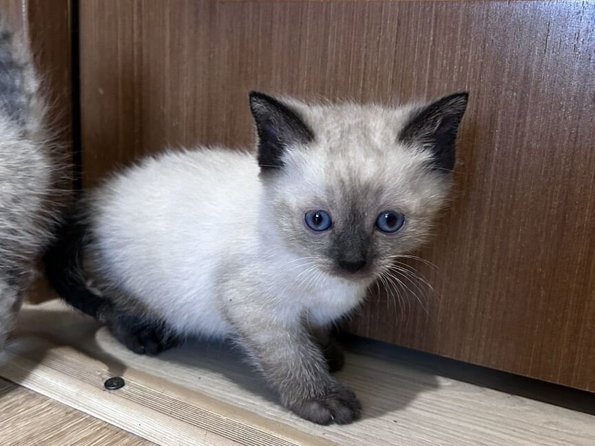 Котята