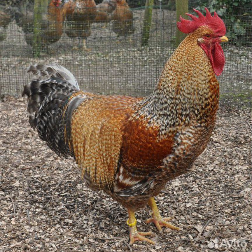 Цыплята породы билефельдер