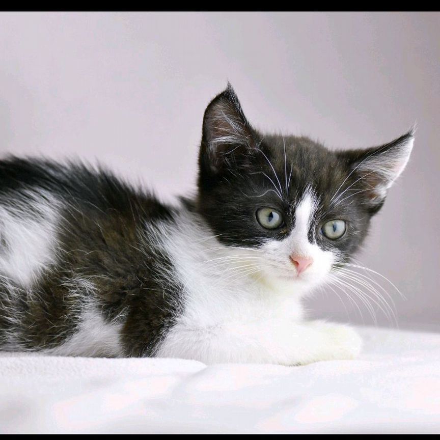 Котята в добрые руки 3.6 месяца