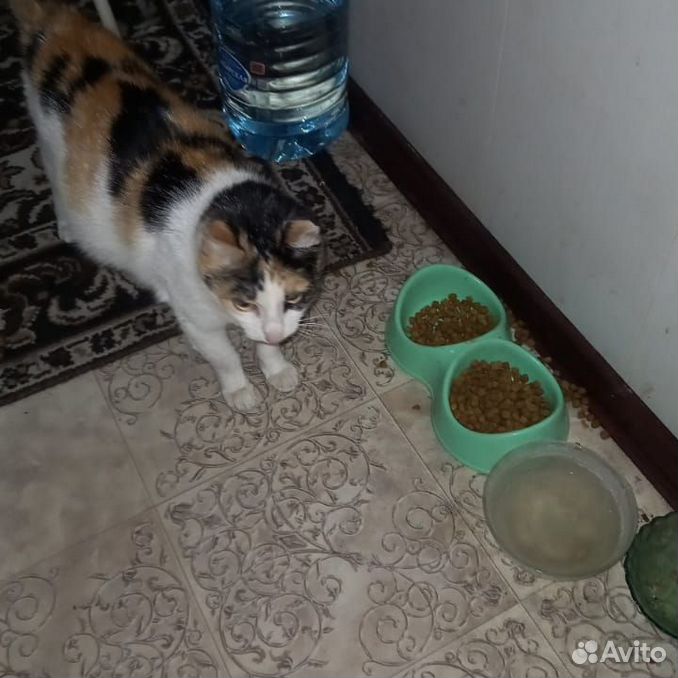 Срочный пристрой кошке