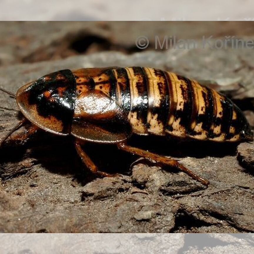 Аргентинский таракан Blaptica Dubia