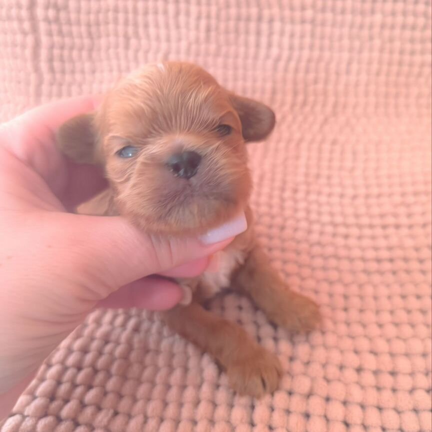 Мальтипу, щенок