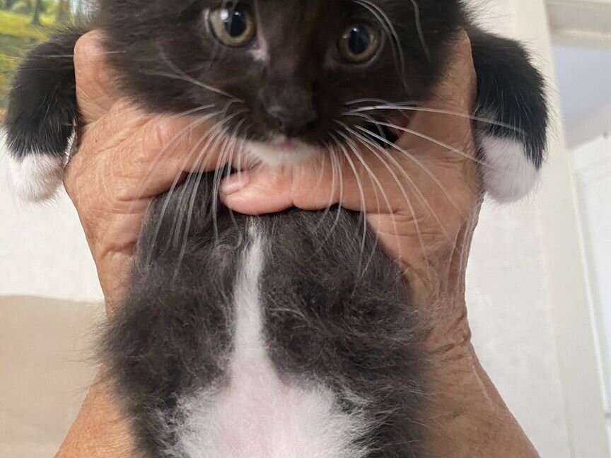 Котик в дар