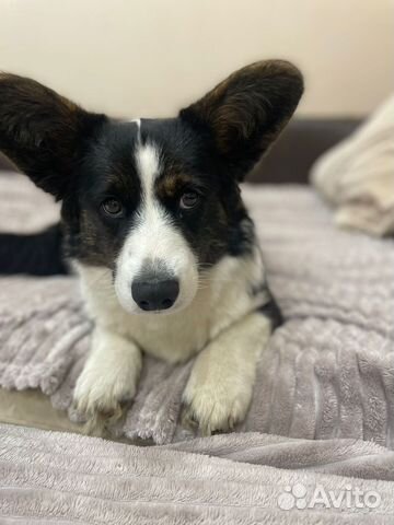 Вельш-корги кардиган Dom Corgi Omega