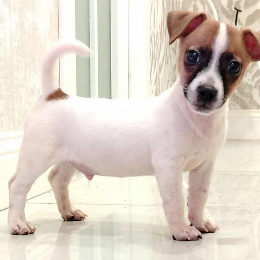 Джек-рассел-терьер, щенок