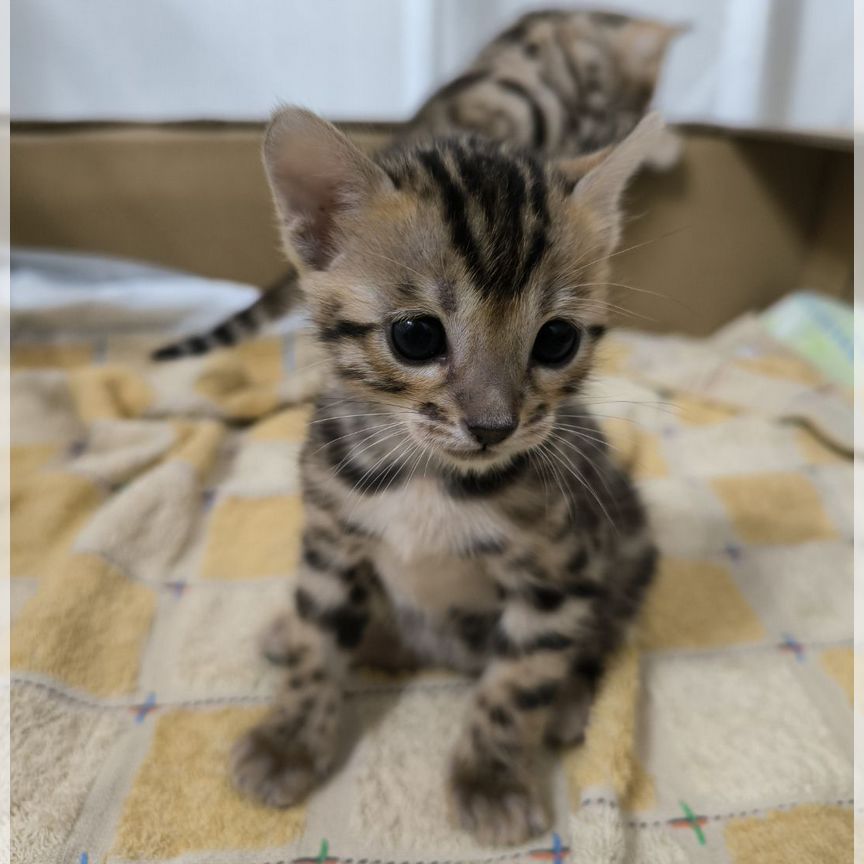 Бенгальская кошка