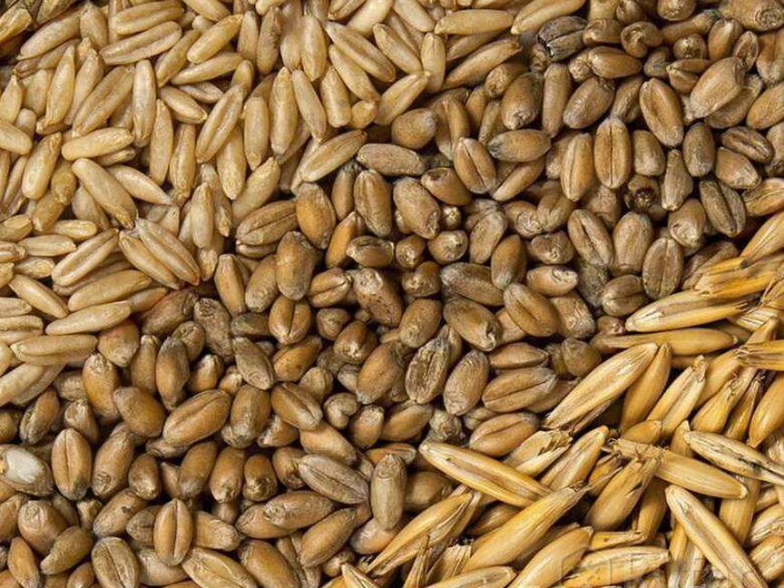 Отборное зерно