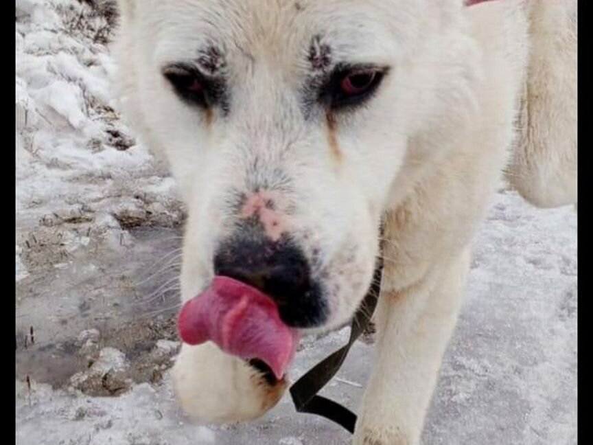 Среднеазиатская овчарка алабай в добрые руки