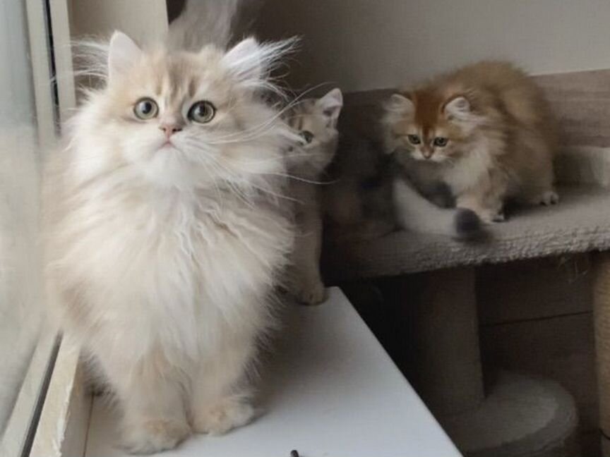Котята золотая шиншилла