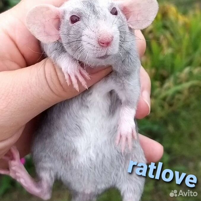 Крысята малышки девчонки от ratlove