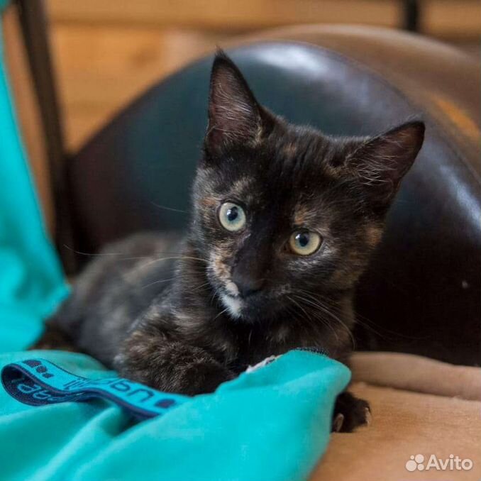 Ласкушка девчушка ищет дом бесплатно