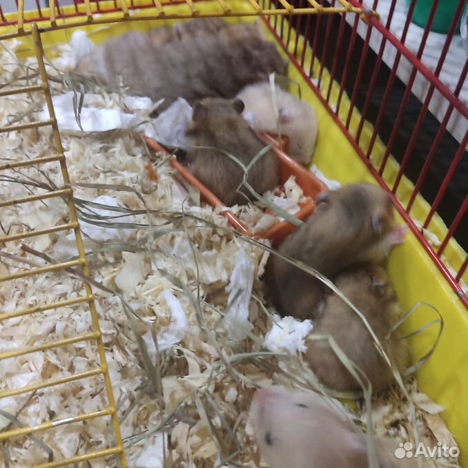 Серийские хомяки