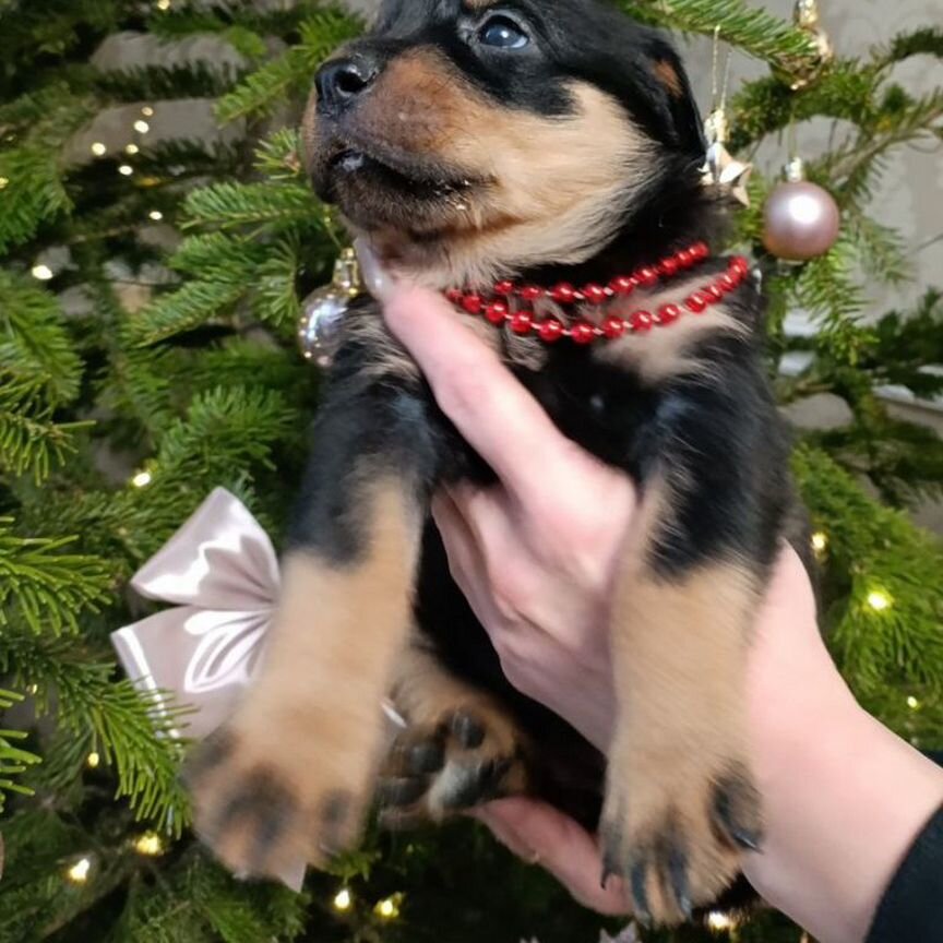 Ротвейлер, щенок