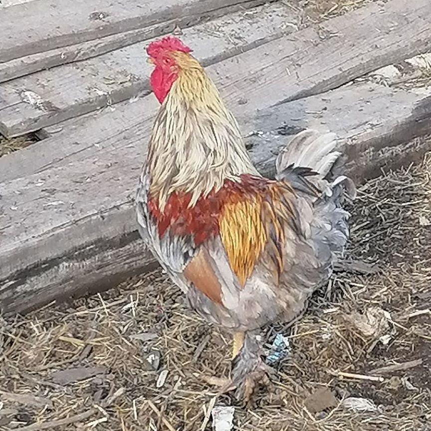 Продам курей