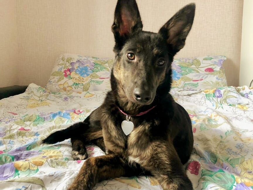 Ласковой собачке Теи некуда идти, ищем дом