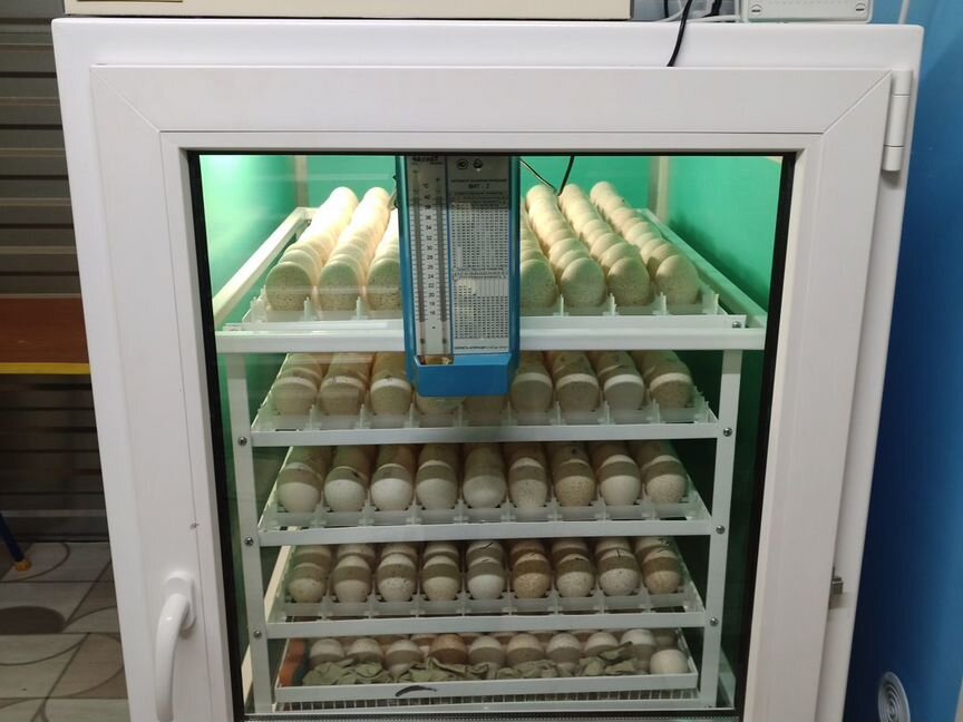 Инкубатор Коробкова