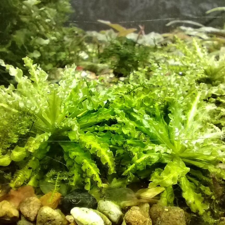 Погостемон, аквариумное растение