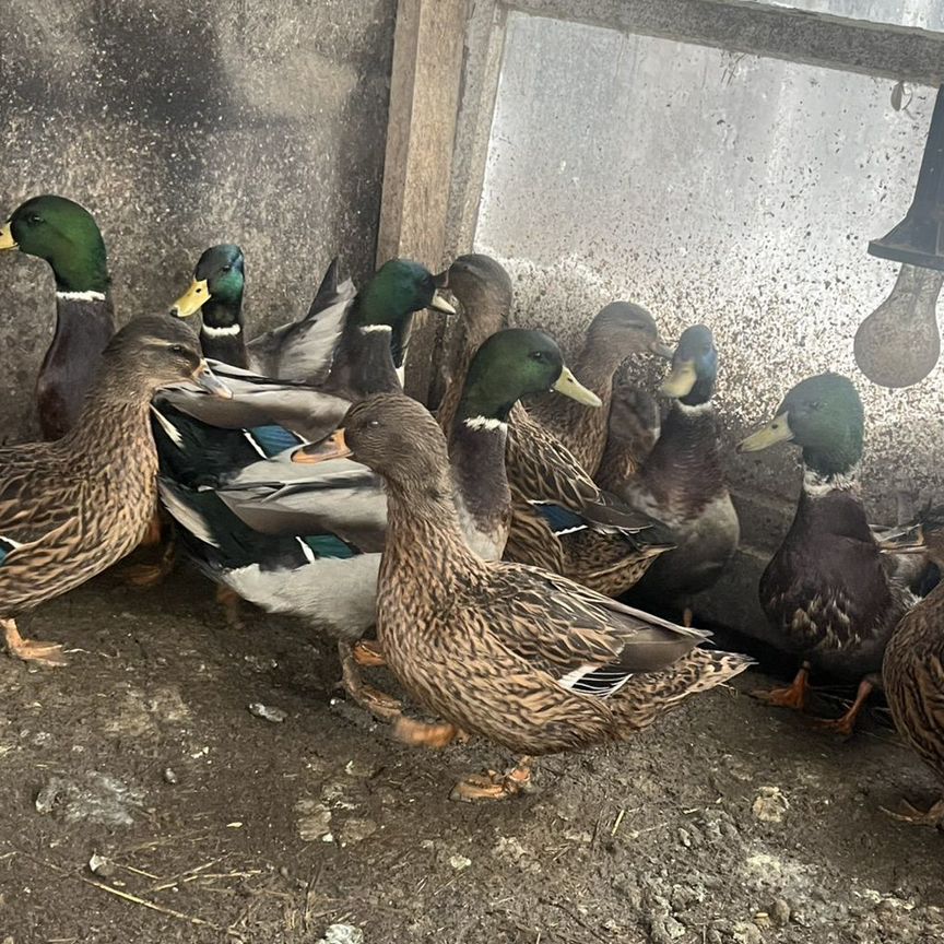 Подсадные утки