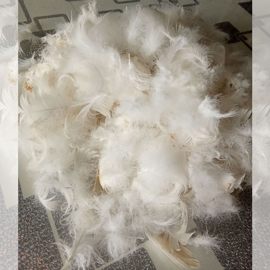 Продам пух перо гуся