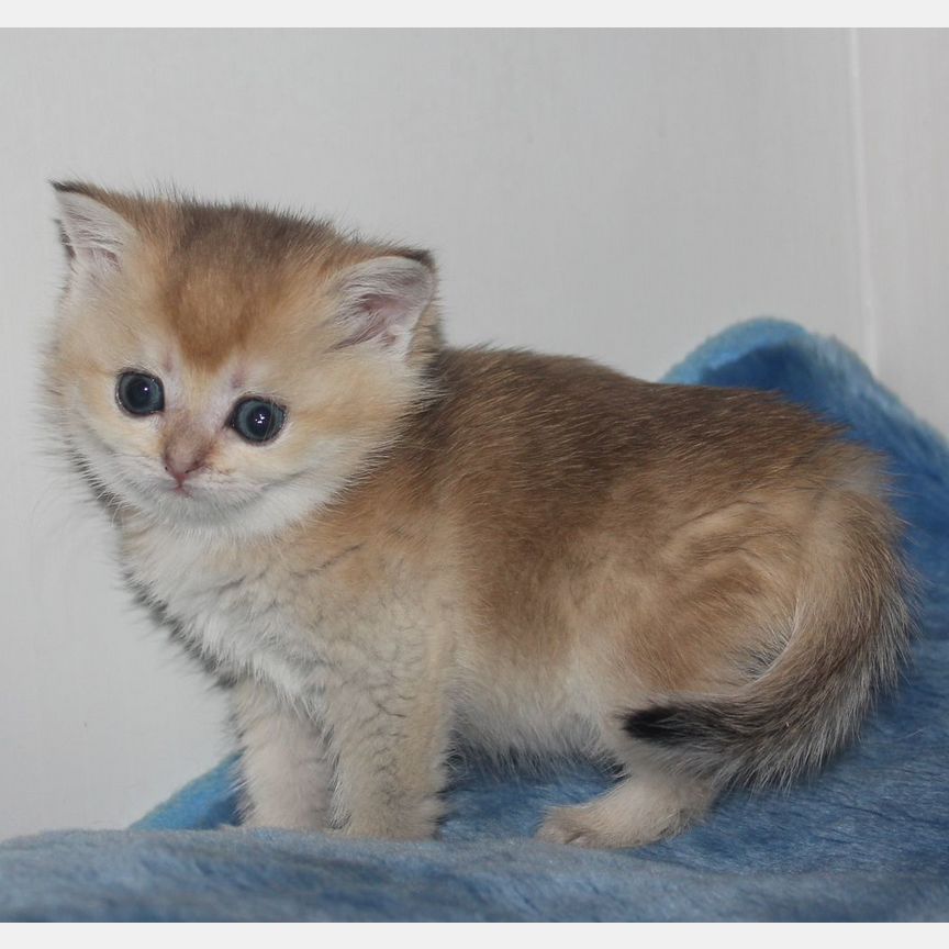 Шотландские котята