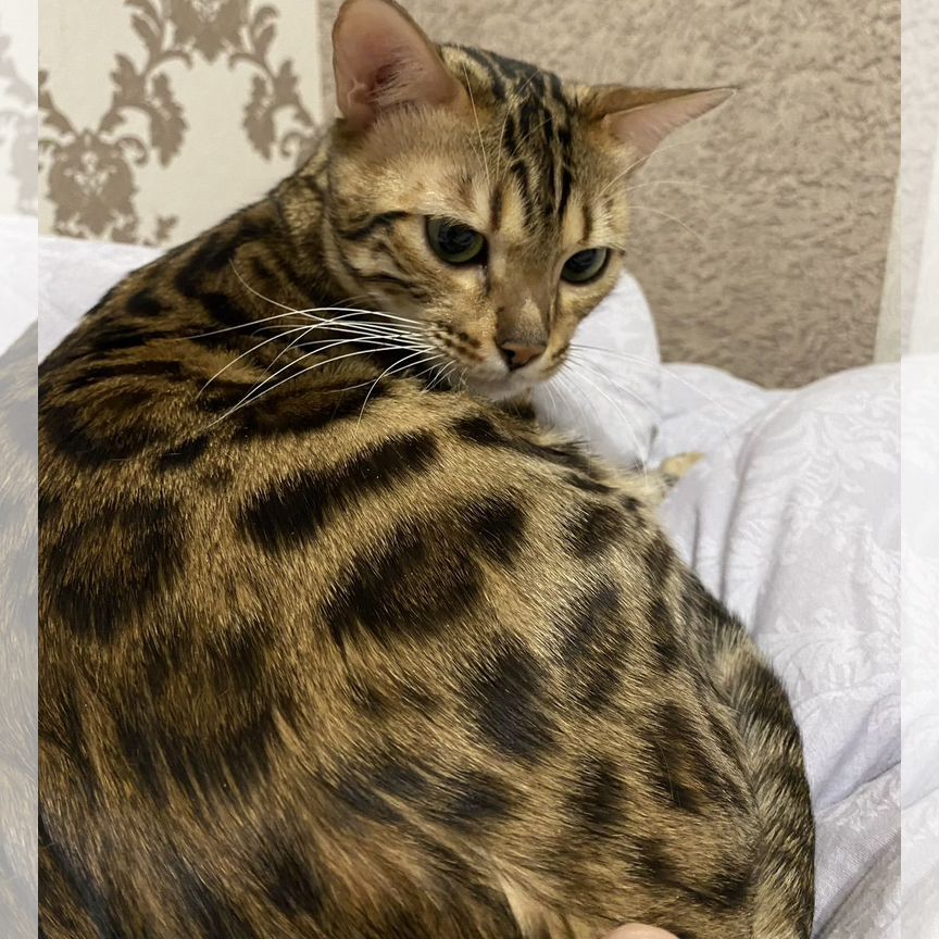 Бенгальская, взрослая кошка