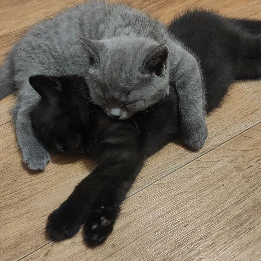 Сибирские котята в добрые руки