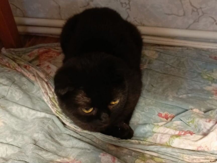 Кот в добрые руки