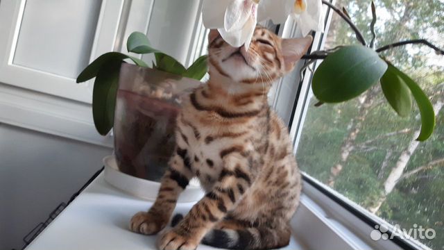 Бенгальские няшки
