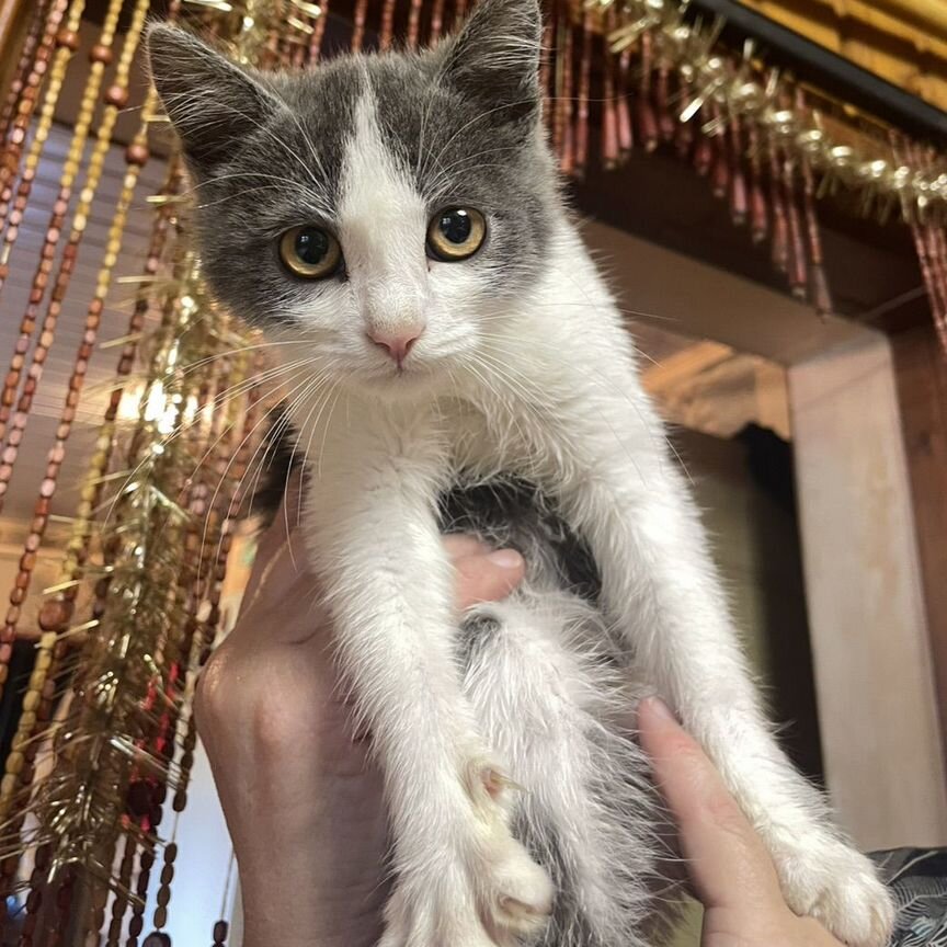 Котята в хорошие руки