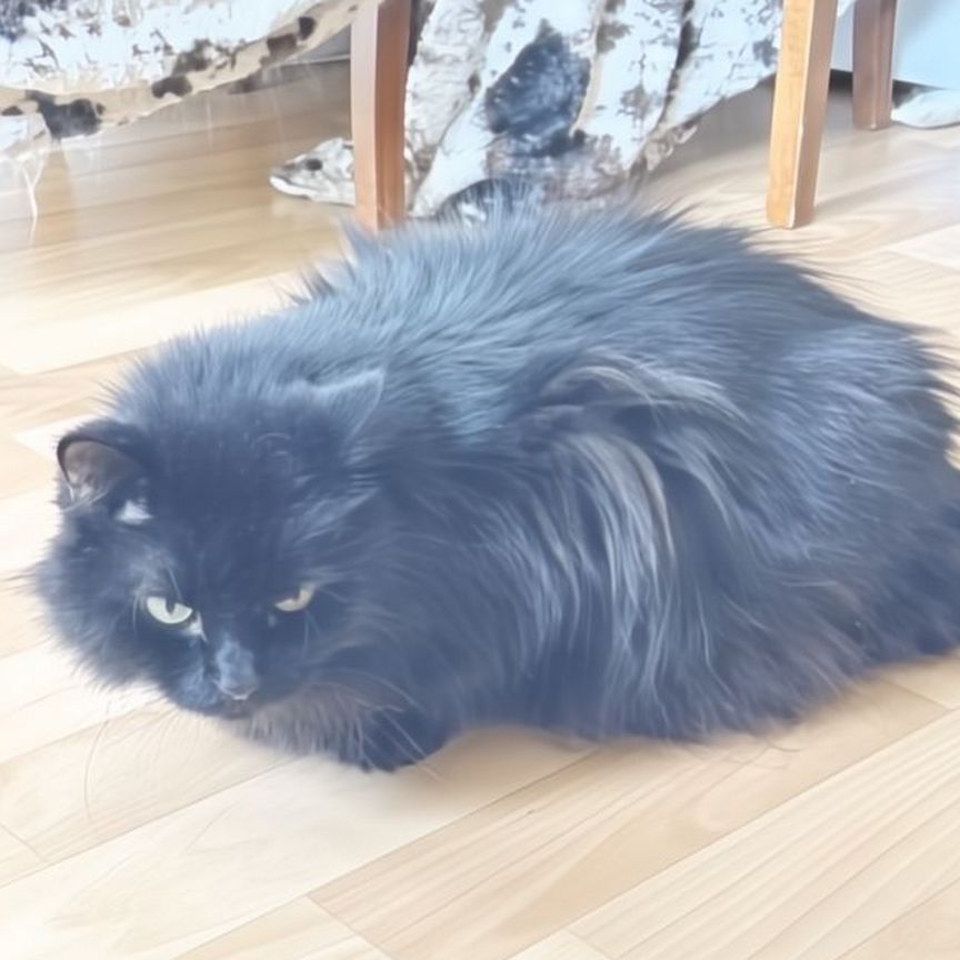 Взрослый кот в добрые руки