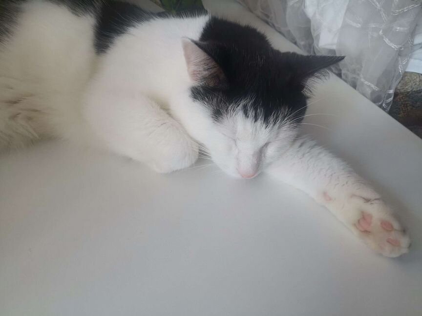 Котик в добрые руки