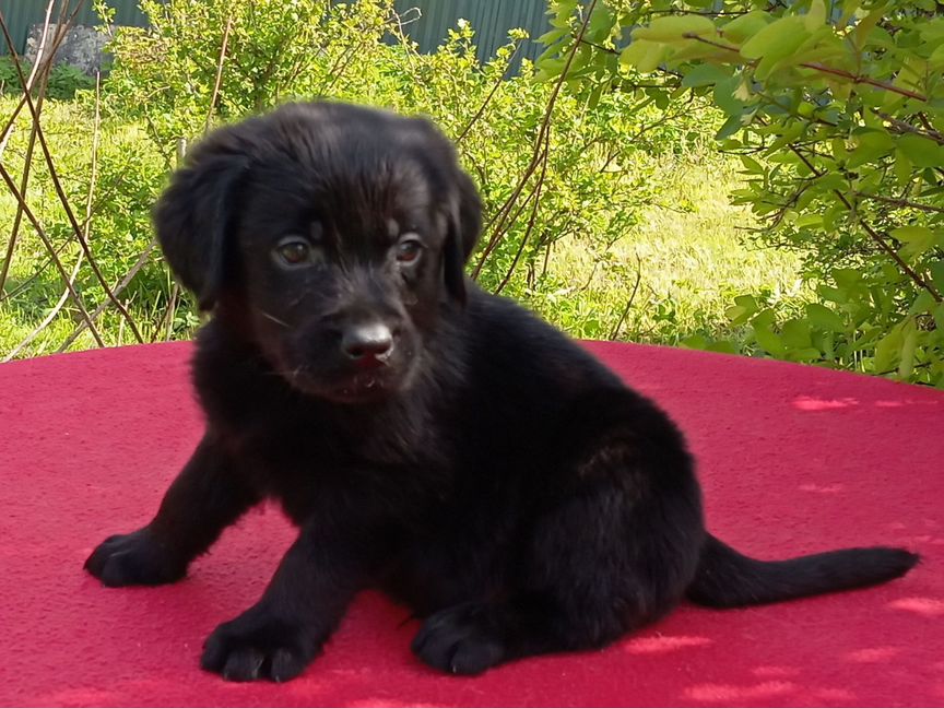 Лабрадор. Щенки