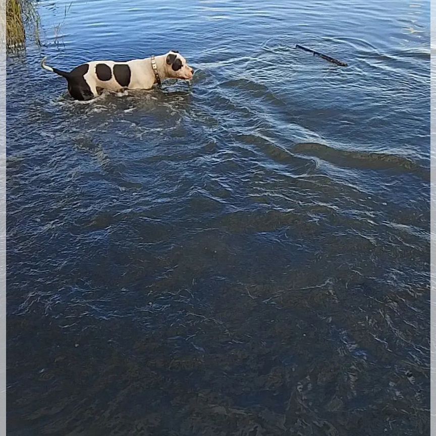 Американский стаффордширский терьер, взрослая собака