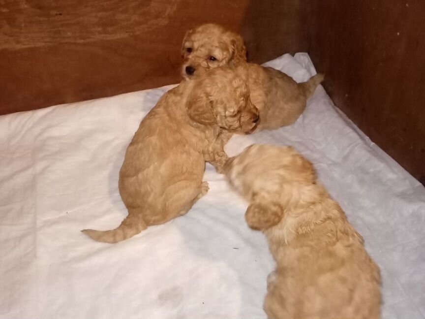 Карликовый пудель