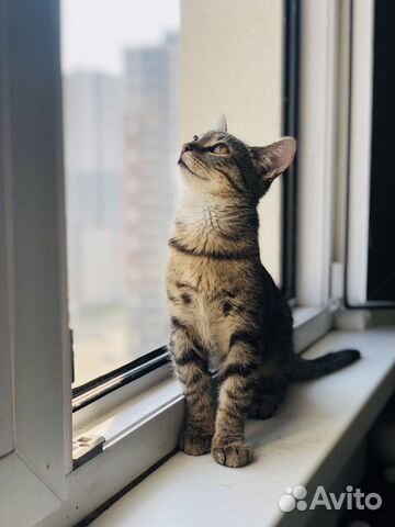 Котенок в добрые руки