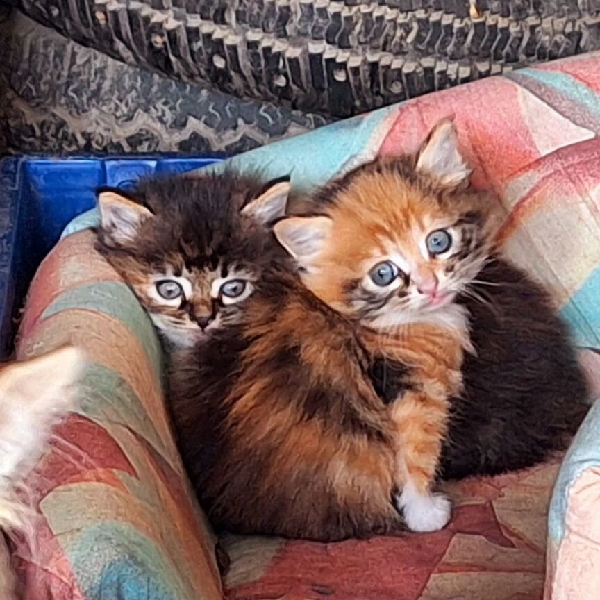 Котята молочные бесценные