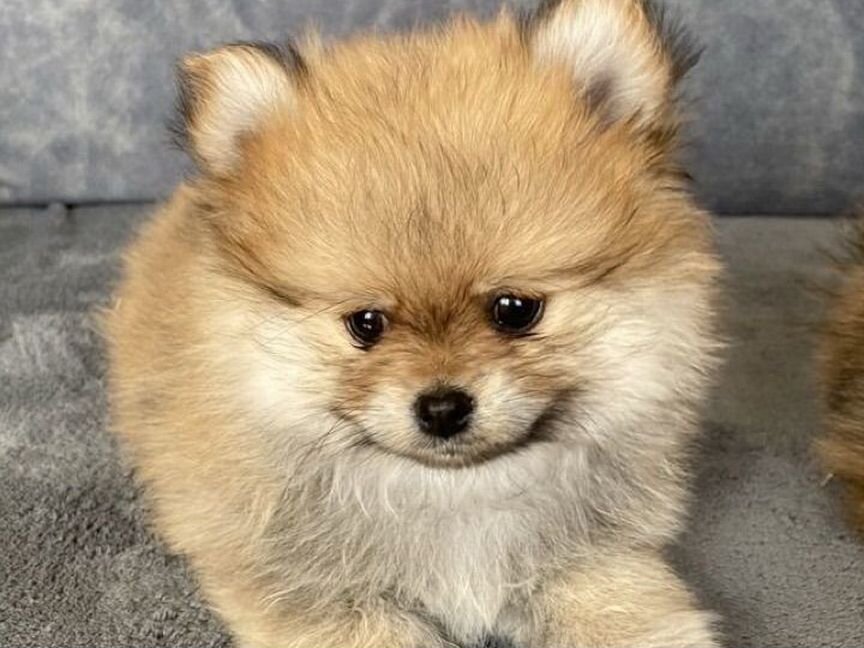 Немецкий шпиц