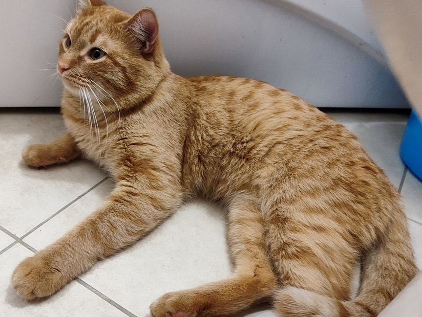 Котик Рыжий ищет дом